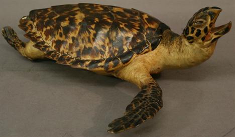 A TAXIDERMY HORN-BILLED TURTLE, small proportions, the underside with ...