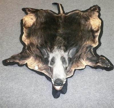 Bush Pig (Potomochoerus larvatus), flat skin rug with head mount ...