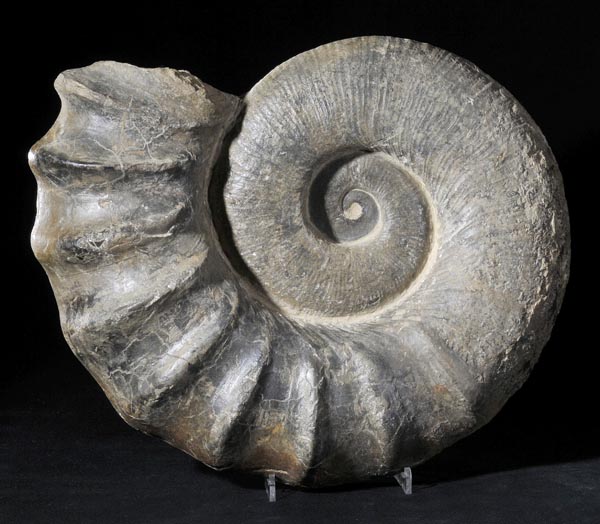 * Tropaeum bowerbanki (Sowerby): an uncoiled (heteromorph) ammonite ...