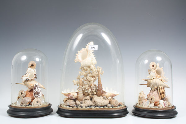 Garniture of three Victorian displays of various sea shells housed ...